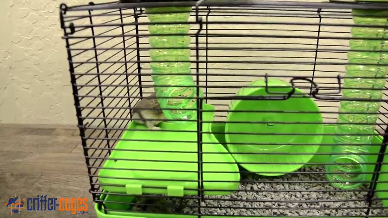 Critter Climbing Challenge | Critter-cages.com - YouTube
