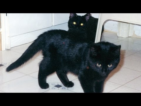 How N2 the Talking Cat Got His Name