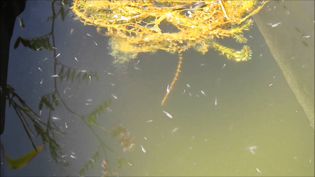 Medaka (Oryzias latipes) - 'Blue' Medaka fry - Japanese Rice Fish - めだか ...