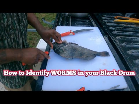 How to Check your Black Drum for Worms. Do you Know What to Look for ...