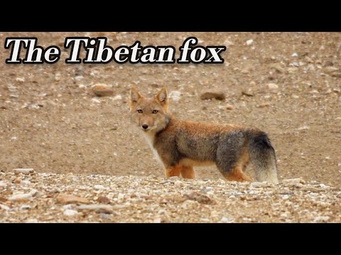 The Tibetan fox (Vulpes ferrilata), also known as the Tibetan sand fox ...
