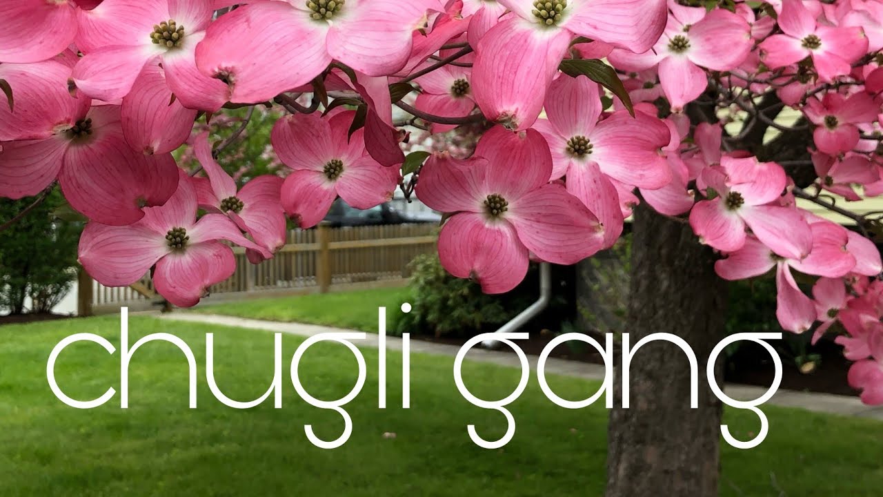 30 Chugali gang is live 😎 - YouTube