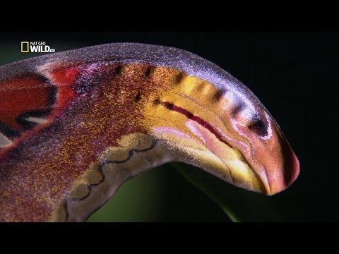 Incredible Insects Full Documentary [HD] ~ National Geographic 2016