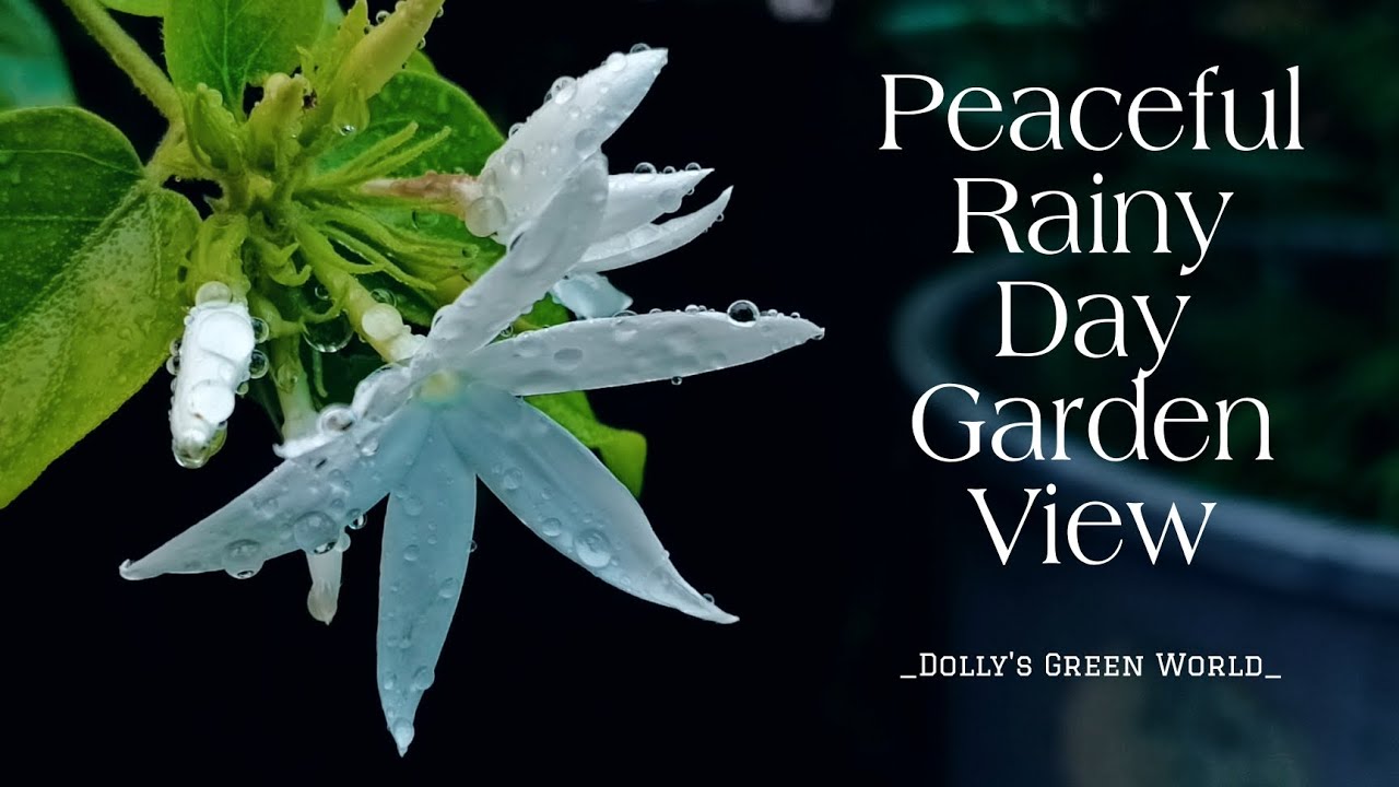 Peaceful Rainy Day|Enjoy a rainy day with beautiful flowers in my ...