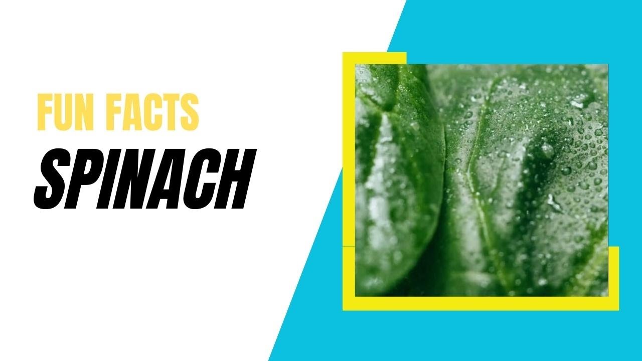 Fun Facts Spinach - YouTube
