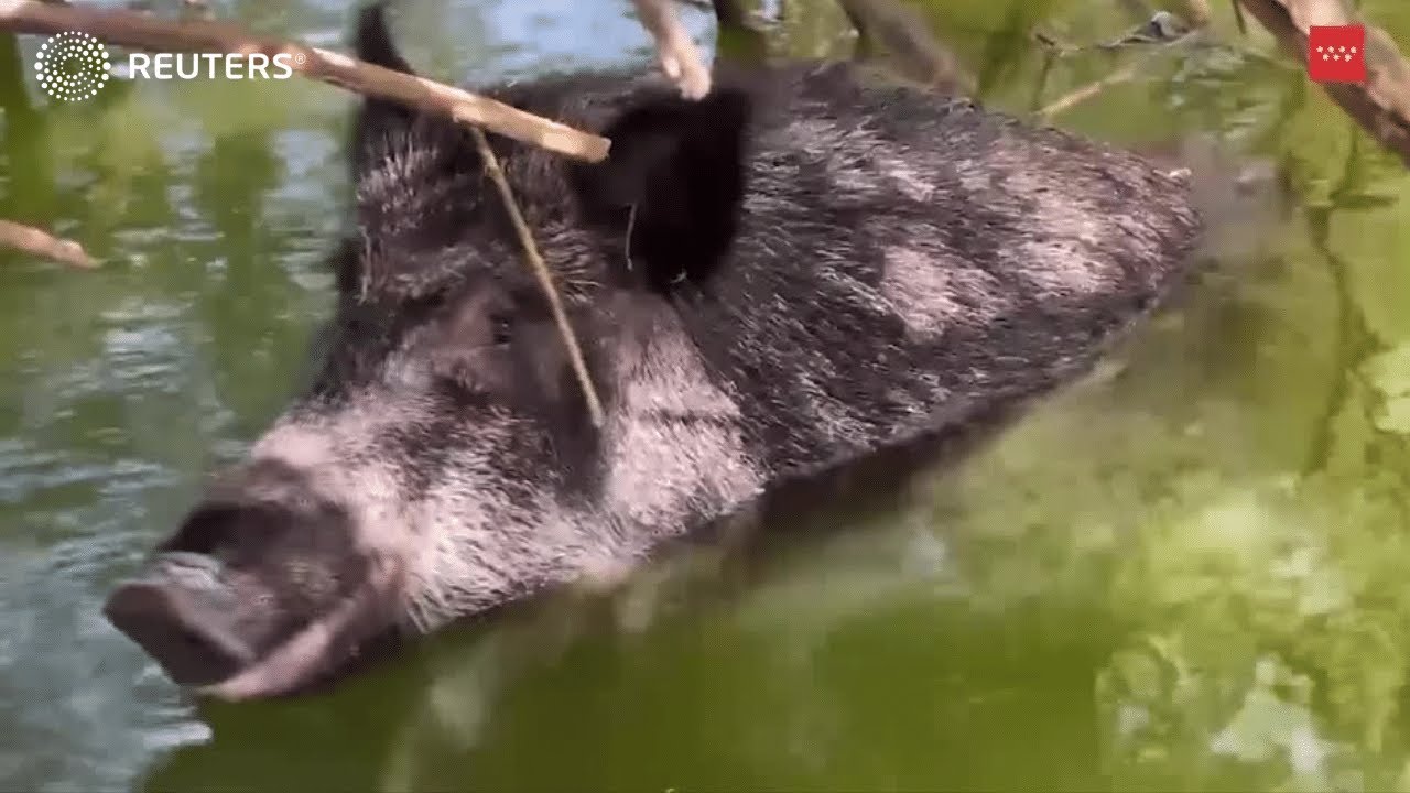 Wild Boar Rescued From Spanish Pond YouTube wild-boar-rescued-from-spanish-pond-youtube
