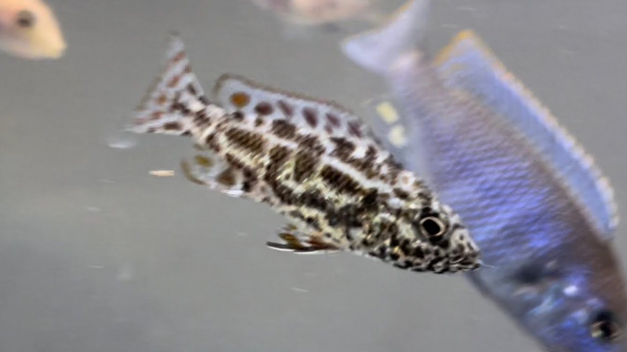 nimbochromis polystigma African cichlid fry - YouTube