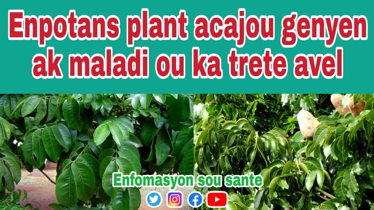 enpotans plant acajou genyen ak maladi ou ka trete avel - YouTube