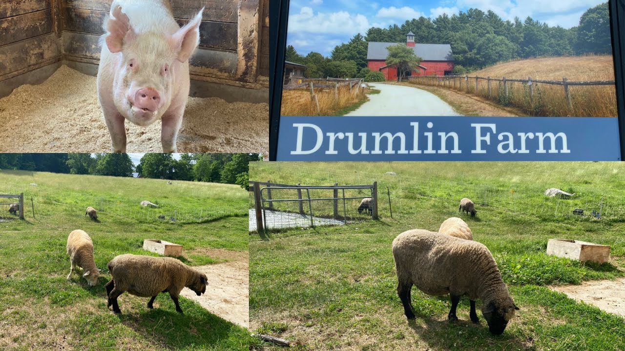 An exciting day at Mass Audubon's Drumlin Farm, Lincoln, Massachusetts ...