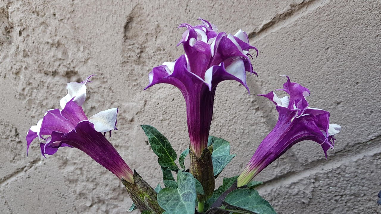 Trompeta del diablo (Datura Metel) CUIDADOS - Devil's trumpet (Datura ...