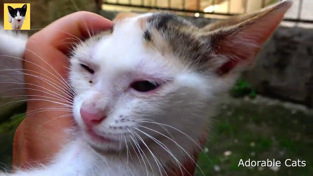 Do Angry Kittens Play Games ? | Adorable Cats - YouTube