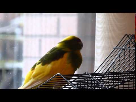 Kakariki Noise