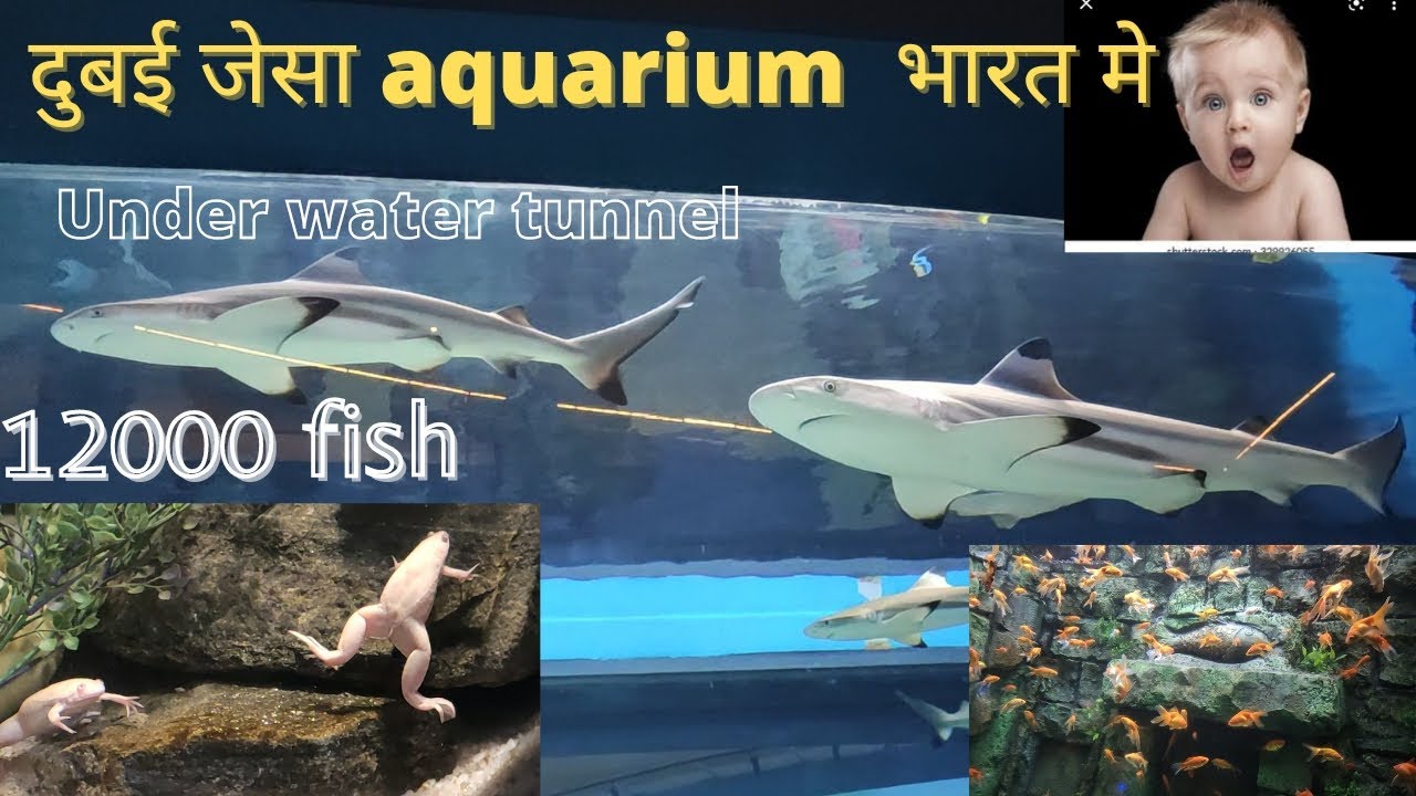 Science city Ahmedabad II Aquatic gallery II India's biggest aquarium ...