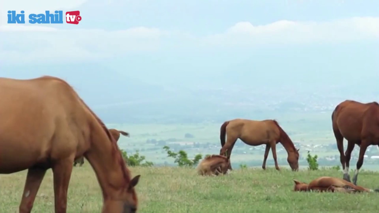 Qarabağ atları: "Dünən, bugün, sabah" - YouTube