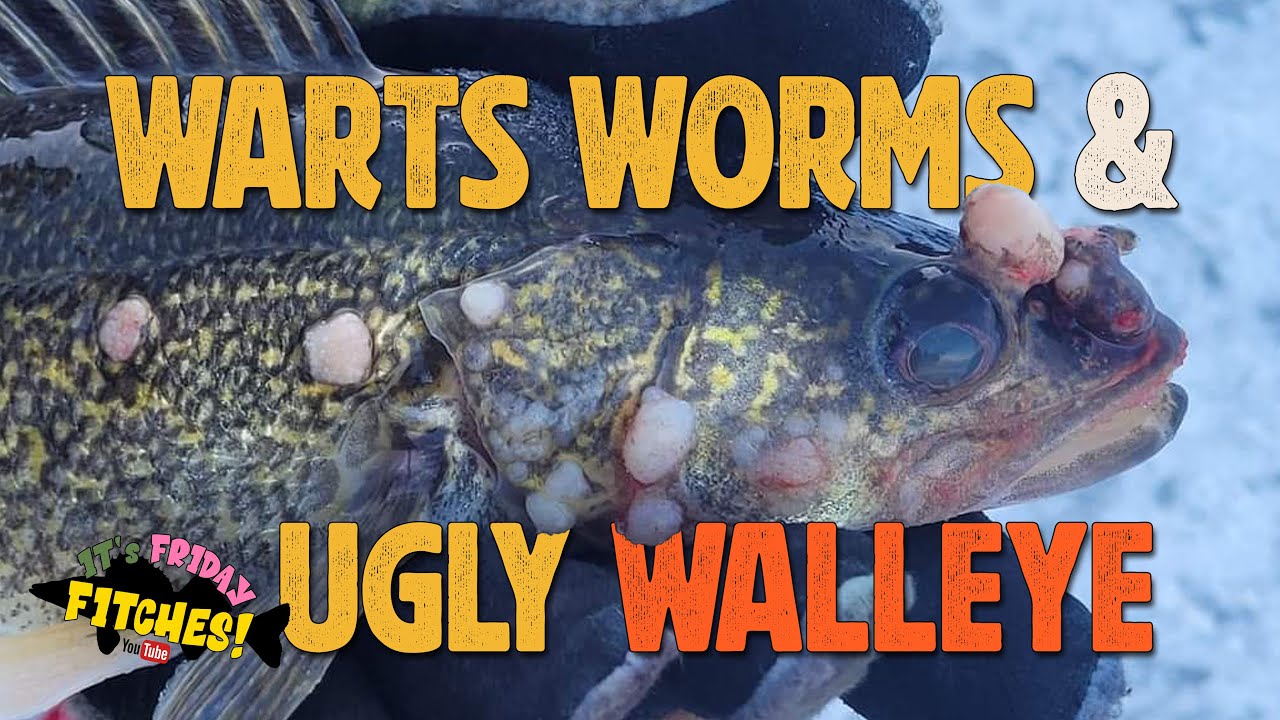 Lymphocystis (Cold Water Warts), Tapeworms, Parasites & Ugly Walleye ...