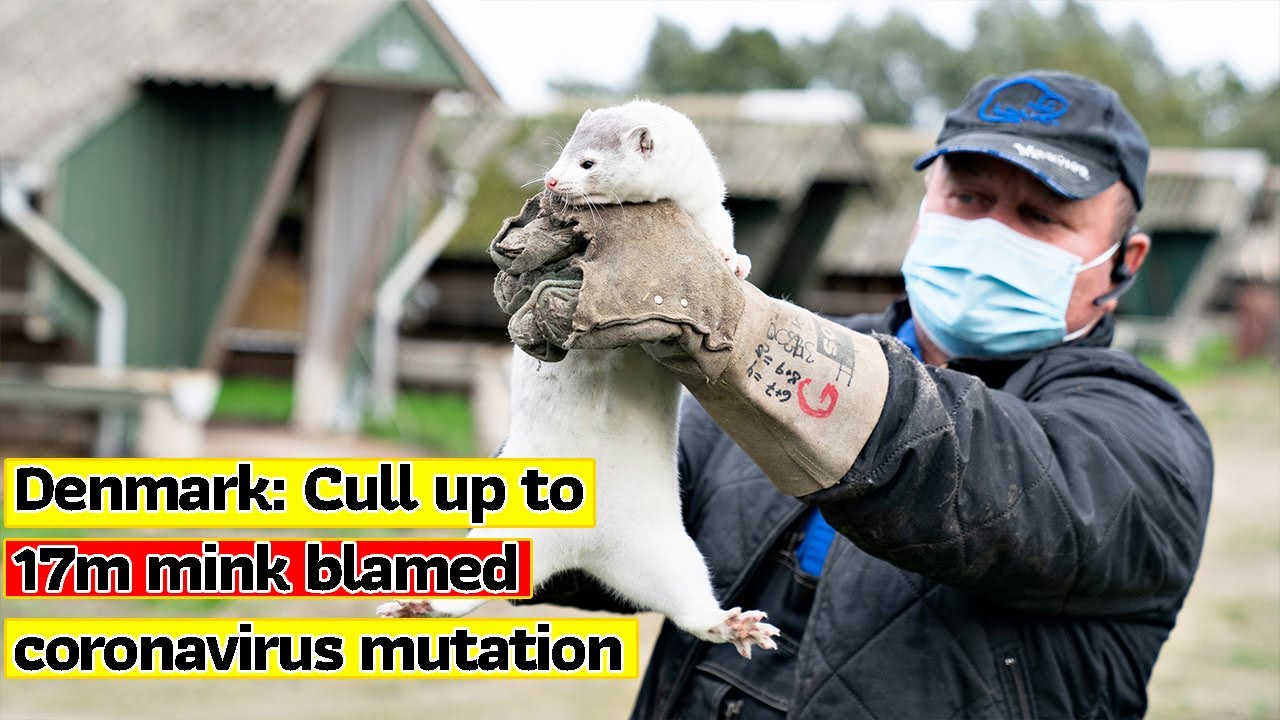 Denmark to cull up to 17m mink blamed for coronavirus mutation - YouTube