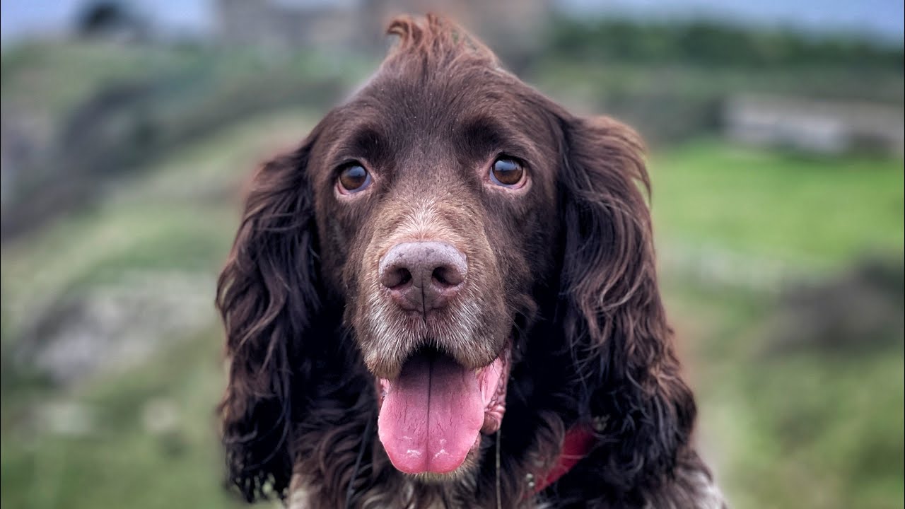 Gunner Goes to Uphill - YouTube