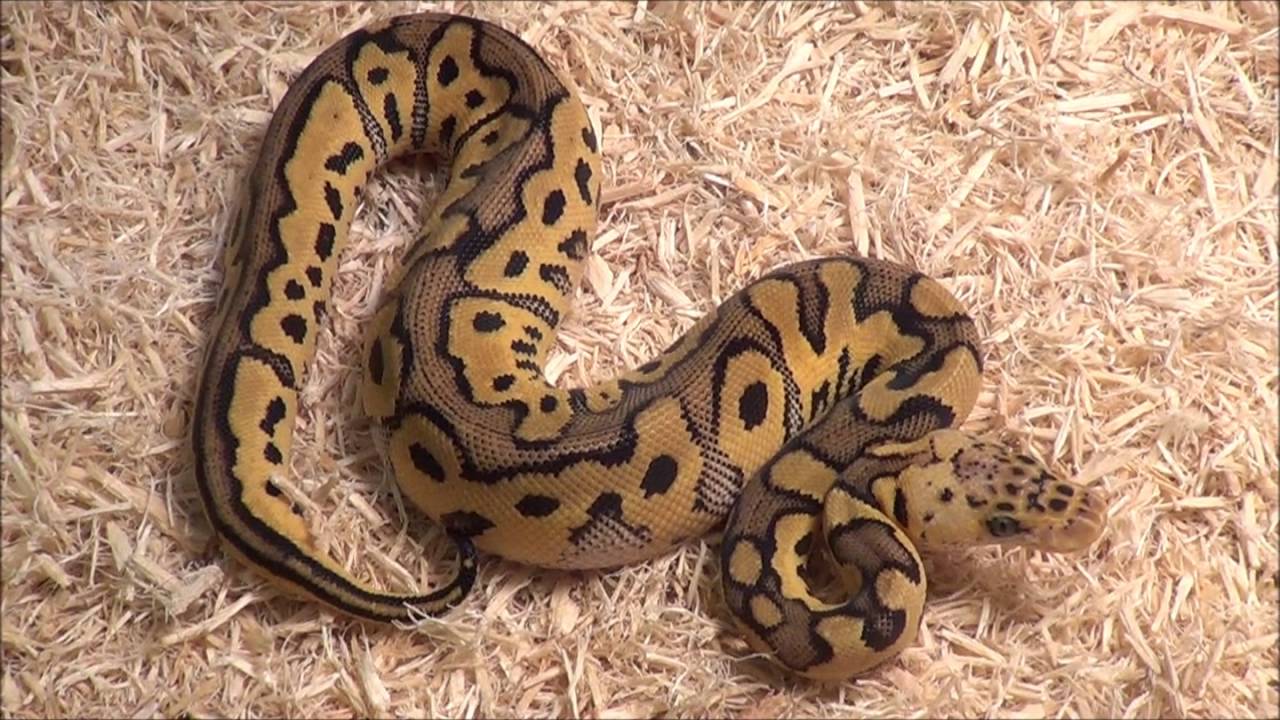 Available 2016 Female Pastel Clown Ball Pythons - YouTube