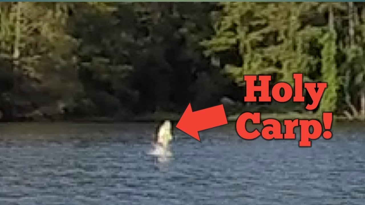 Holy Carp, I love fishing! - YouTube