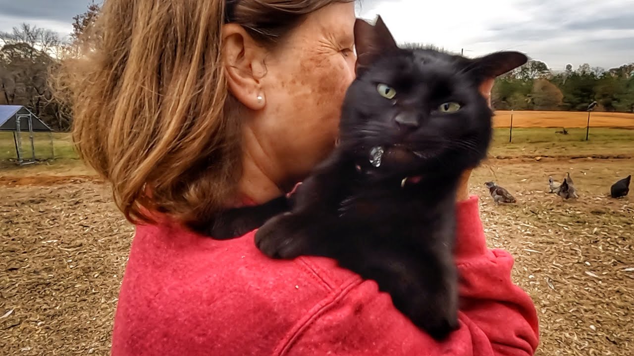 Our Barn Cat Has THIS Reaction When She’s Picked Up! (The Cats Of Cog ...