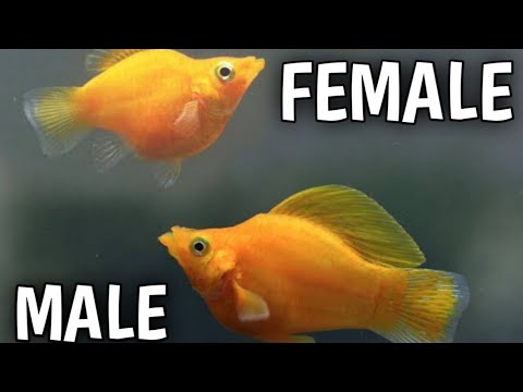 Balloon molly fish male or female | How to know the gender of a Balloon ...