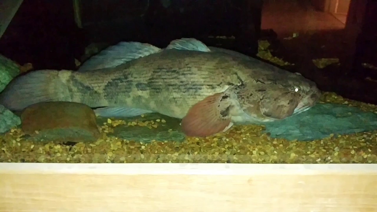 BIG MALE MARBLE GOBY 2 - YouTube