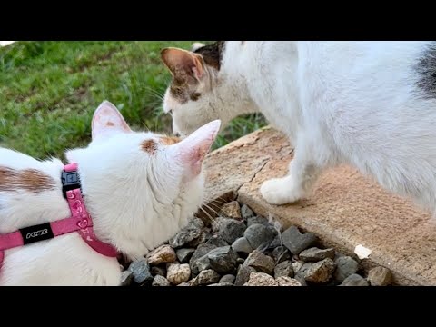 Outdoor Cats Don’t Want to Play With Indoor Cat Ficus - YouTube