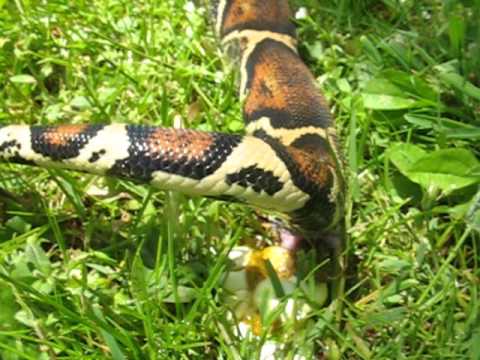 Snake Fart! - YouTube