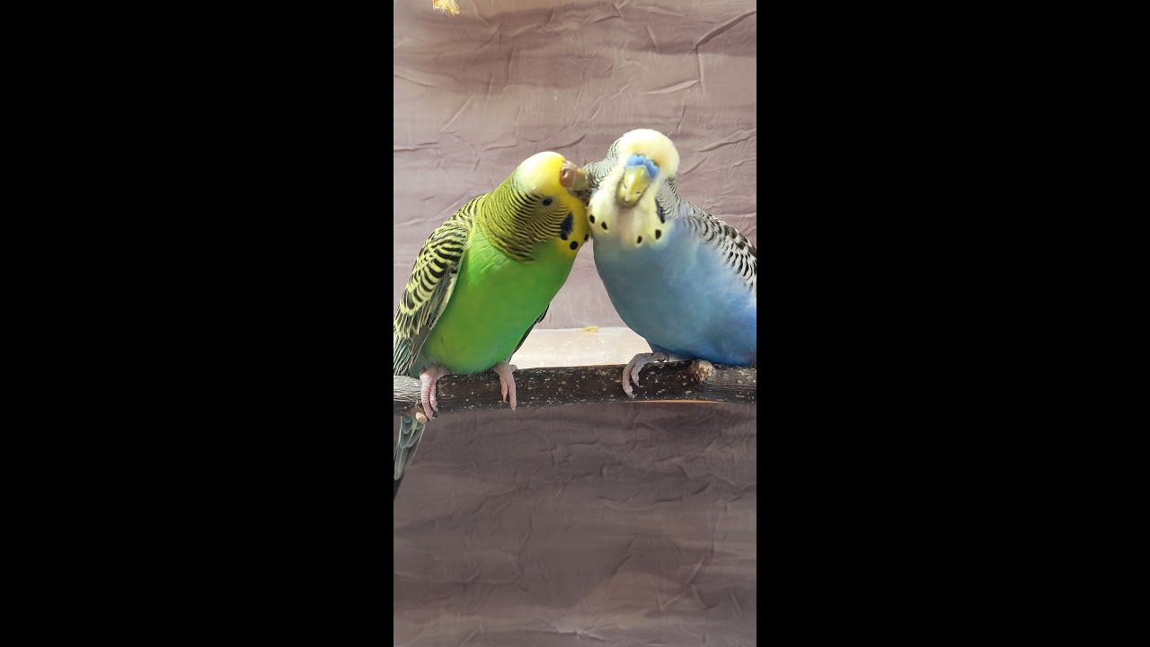 Happy Parakeets Singing Playing Eating, #shorts Cute Budgies Chirping ...