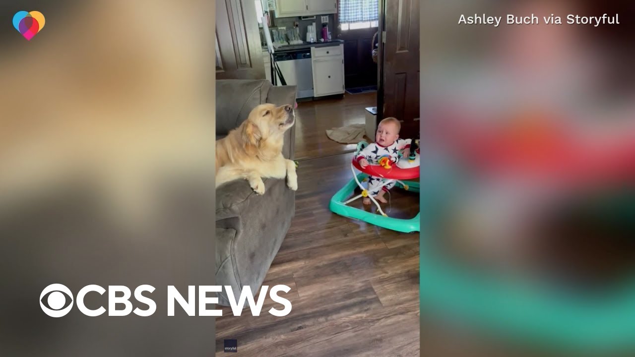 Golden retriever joins baby in crying contest - YouTube