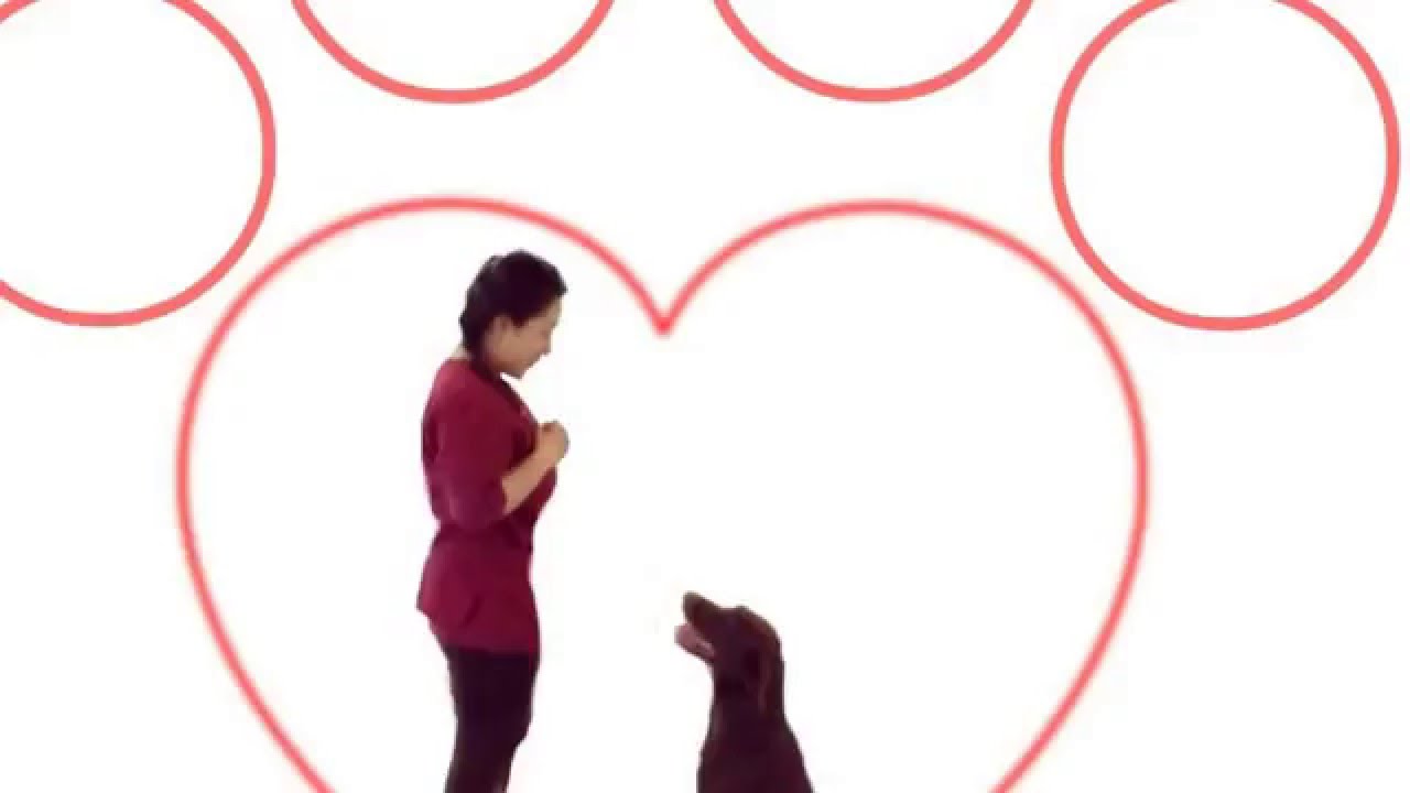 How To Train Dogs Using Visual Cues and Body Language - YouTube