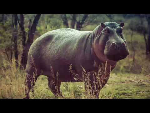 Hippo Sound / Real Animal Sounds