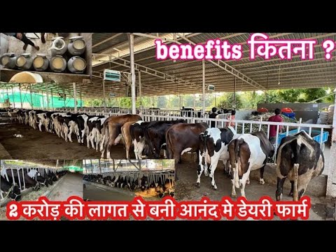 HF Cow Farm//Biggest Cow Farm//Pure Hf Cow Breed//TMR Machine//Modern ...