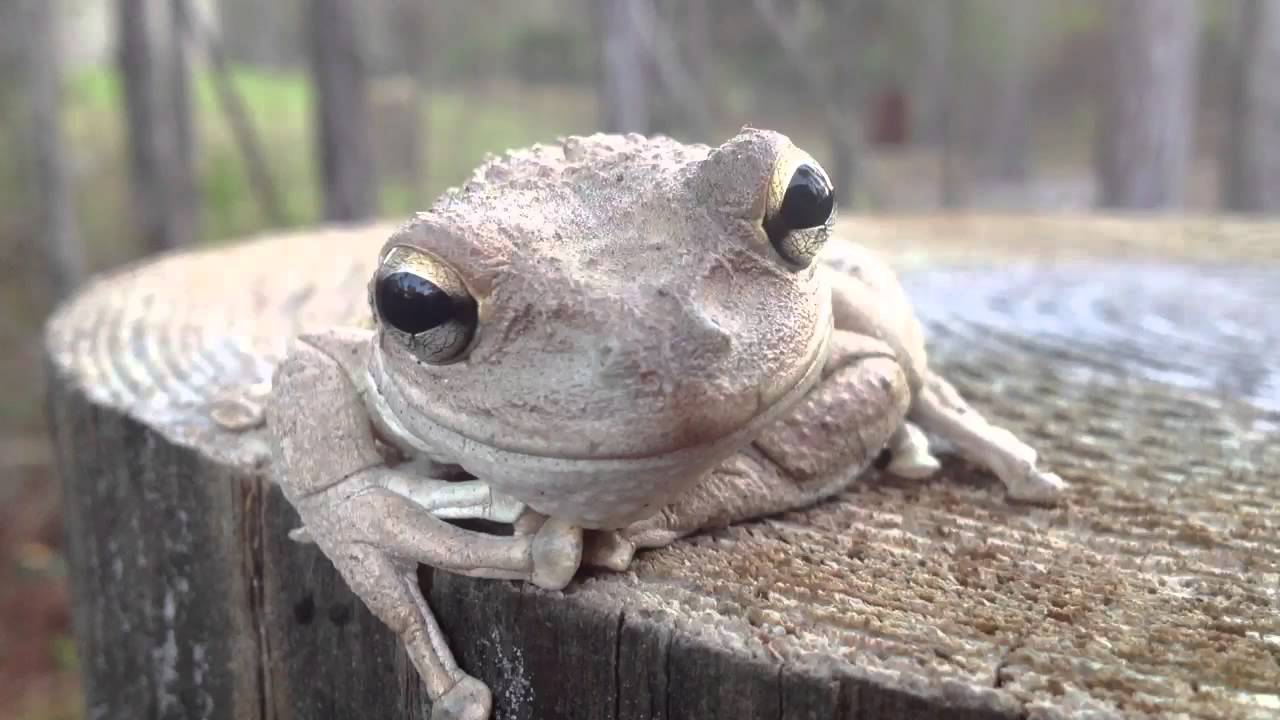 Friendly Frog - YouTube