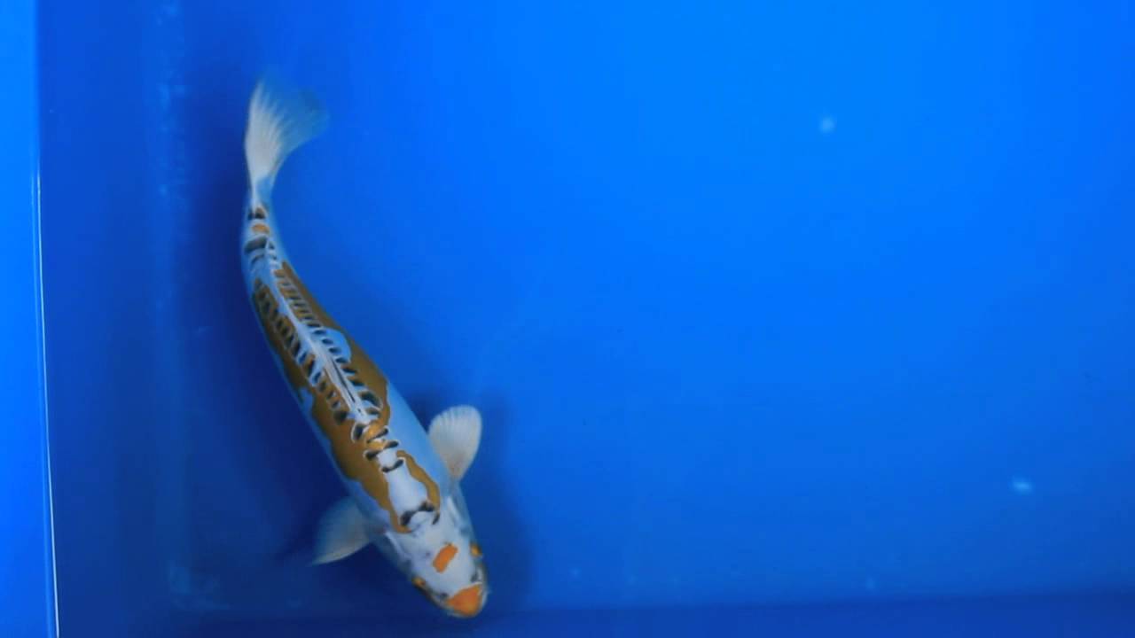 11" Doitsu Hariwake Matsuba Koi Carp fish for sale @ love aquatics ...