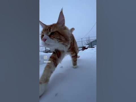 Рыжий кот идет - YouTube
