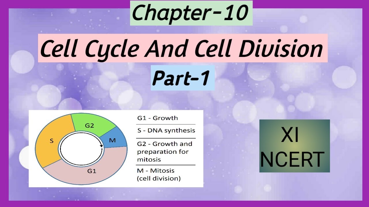 Cell Cycle And Cell Division#11th Biology NCERT#Ch-10#Part-1. - YouTube