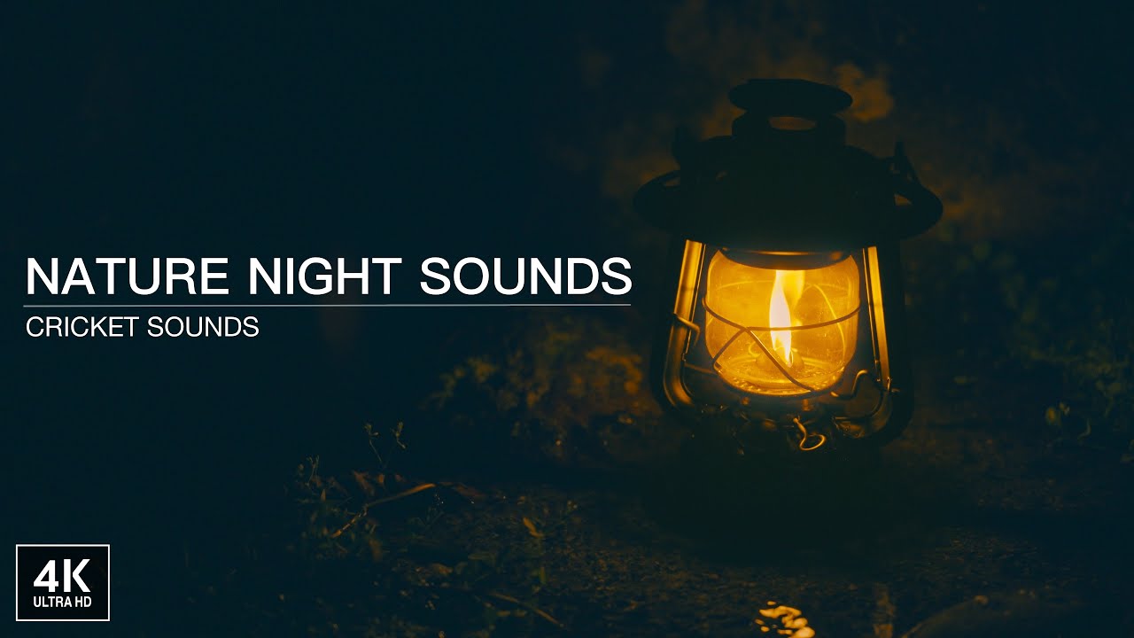 🌿 Nature night sounds. The sound of crickets helps you relax and sleep ...