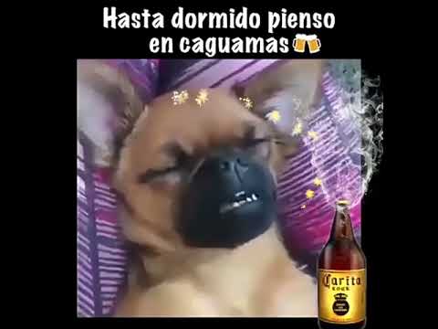 (perro) quiero una caguama - YouTube