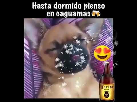 (perro) quiero una caguama - YouTube