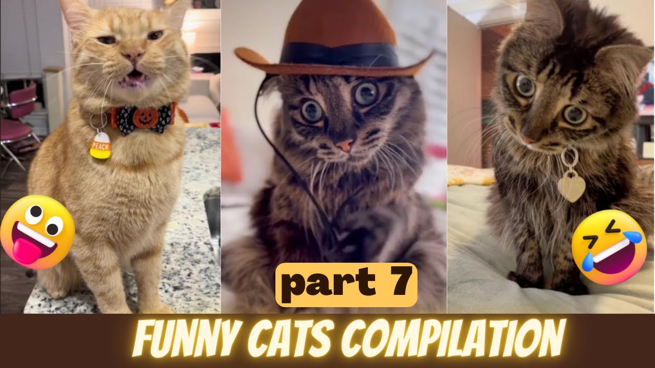 Cutest and Funniest Cats Ever - Funny Cat Compilation - YouTube