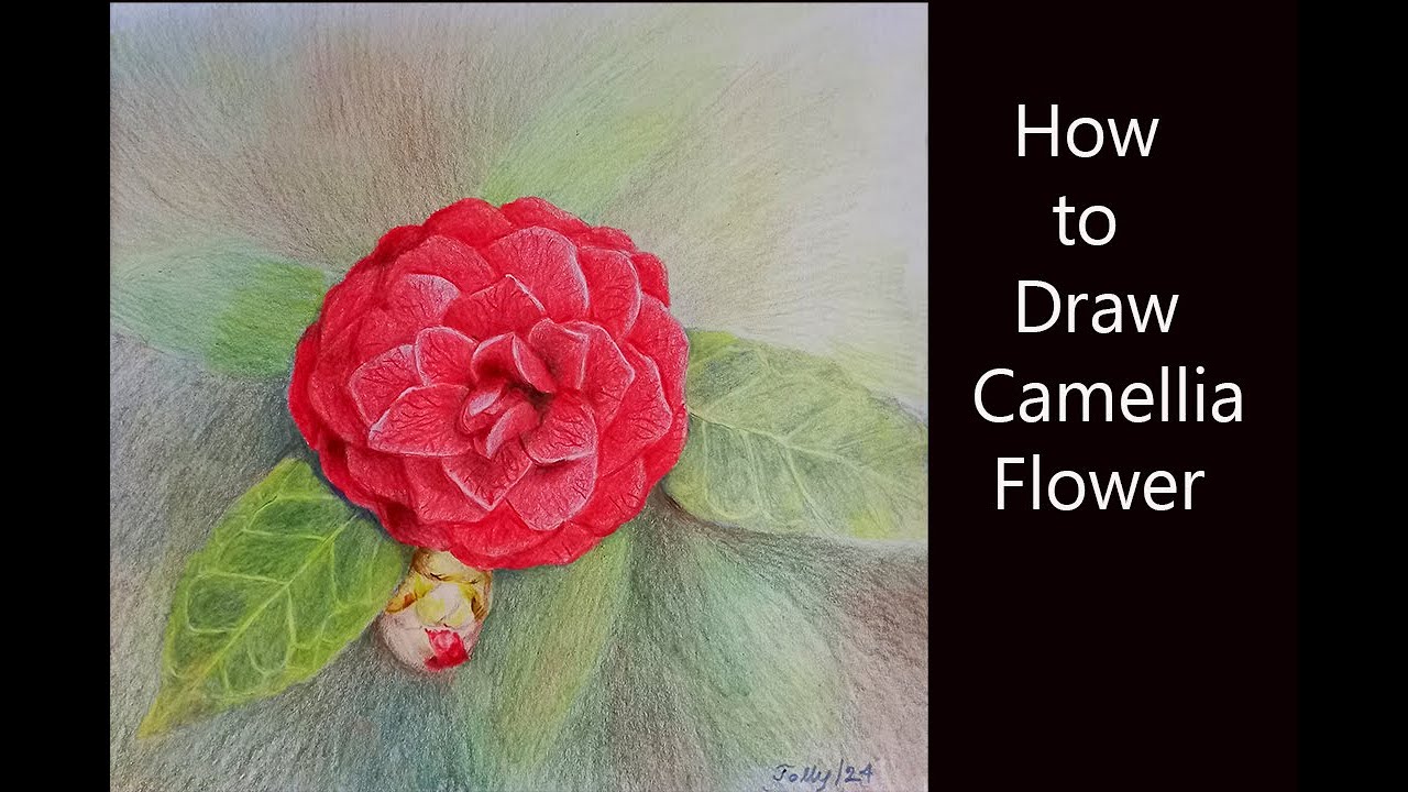 How to draw camellia flower. flower drawing. - YouTube