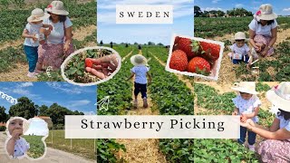 Strawberry Fields Forever Picking in Sweden 4K | Exploring Europe 4K Sweetest Fields with Baby.