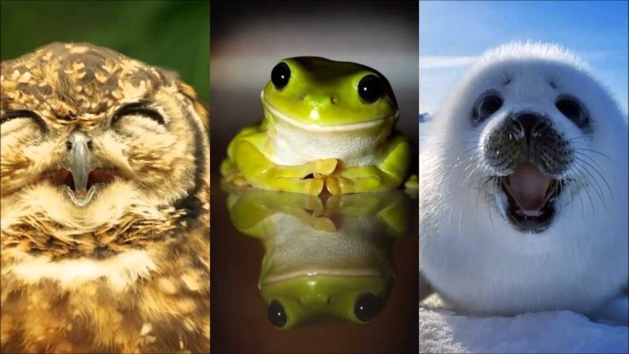 Wonderful Smiling Animals to Brighten Your Day - YouTube