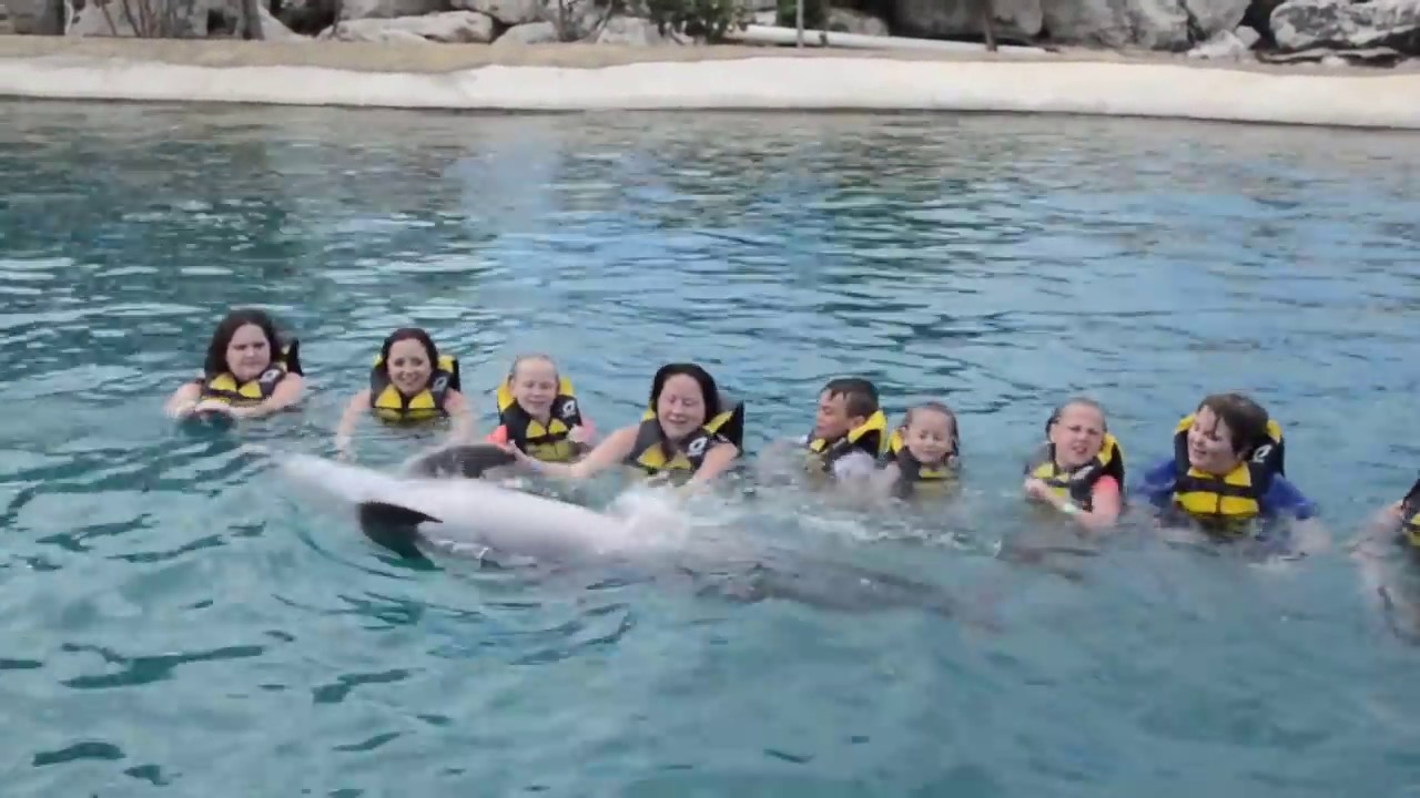 28 03 17 Ocean World - Dolphin swim - YouTube