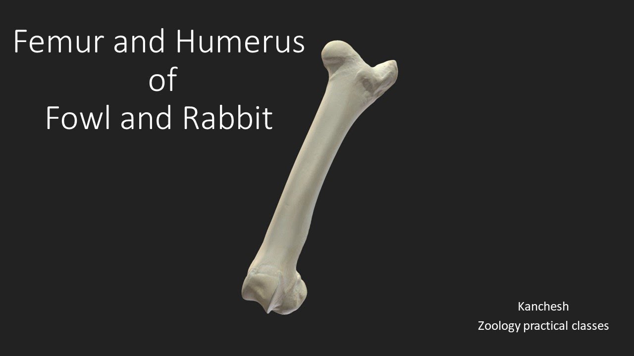 P-2.Bones of fowl and rabbit - femur and humerus bone of fowl and ...