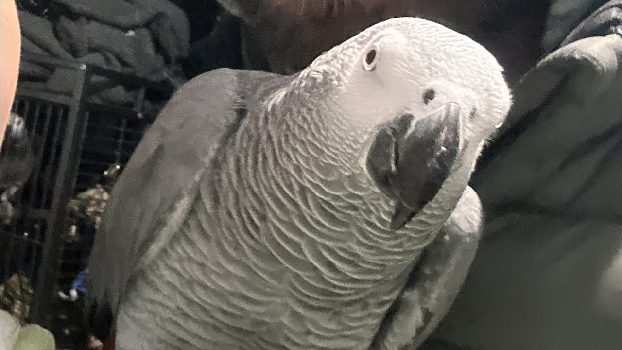 African grey speaking he’s so funny, - YouTube