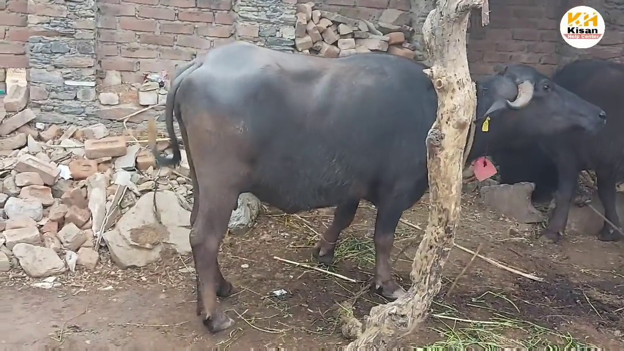 Tail Gangrene Treatment In Buffalo भैंस की पूछ मे चीङी का उपचार - YouTube