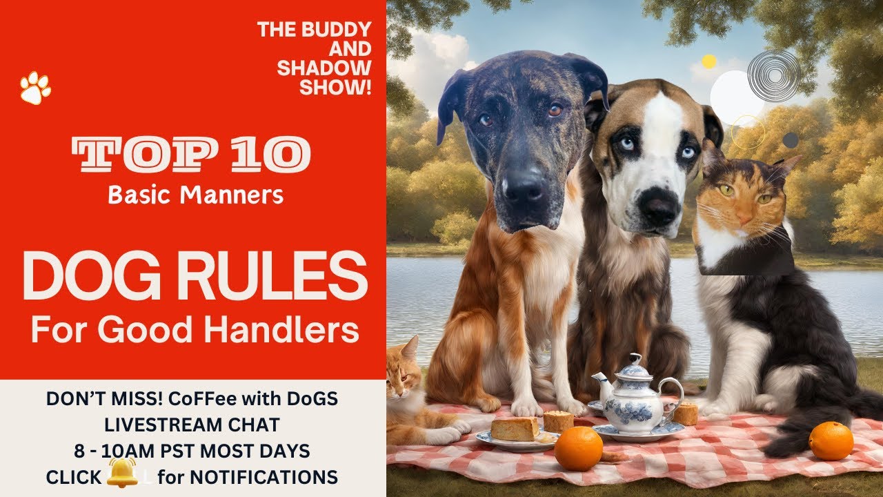 YoUR DoG MaNNeRS CHeCK LiST #1. #dog - YouTube