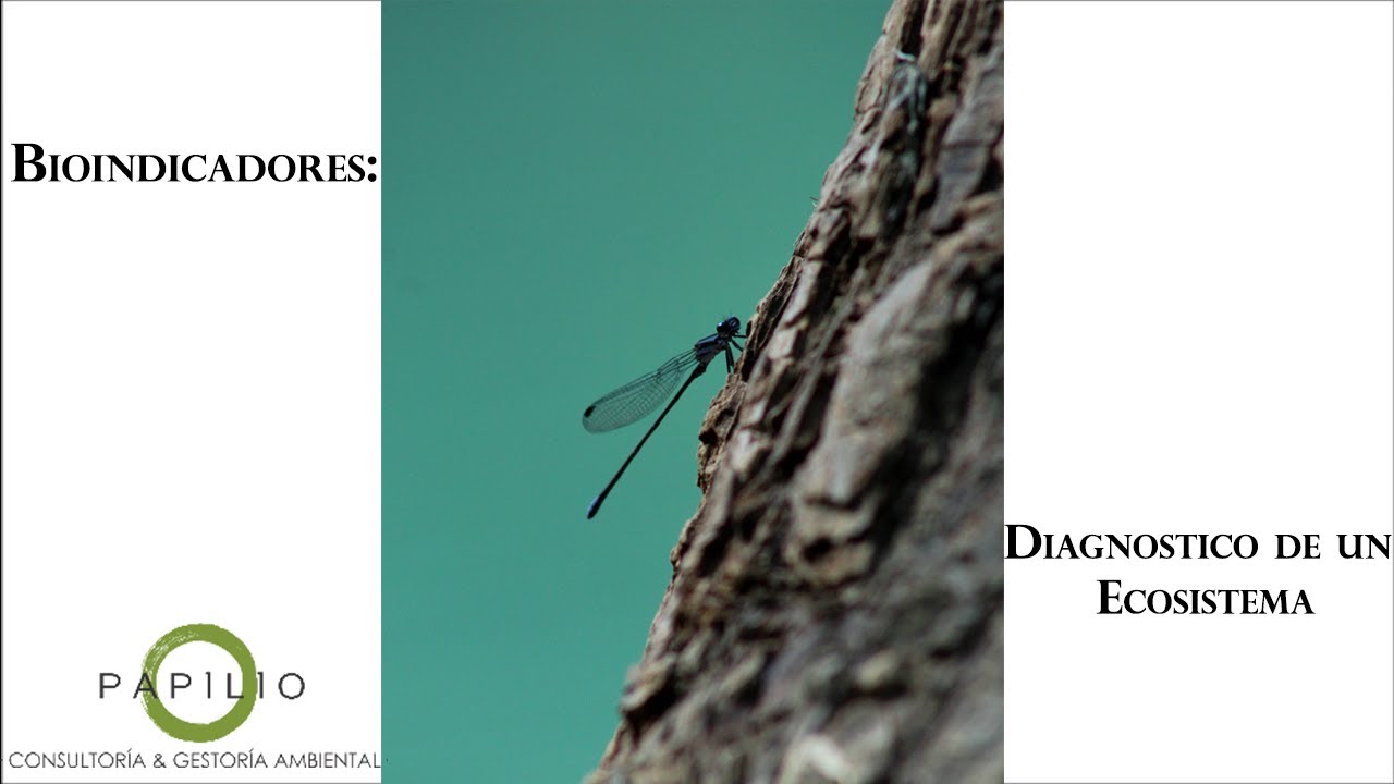 Bioindicadores: Diagnostico de un Ecosistema - YouTube